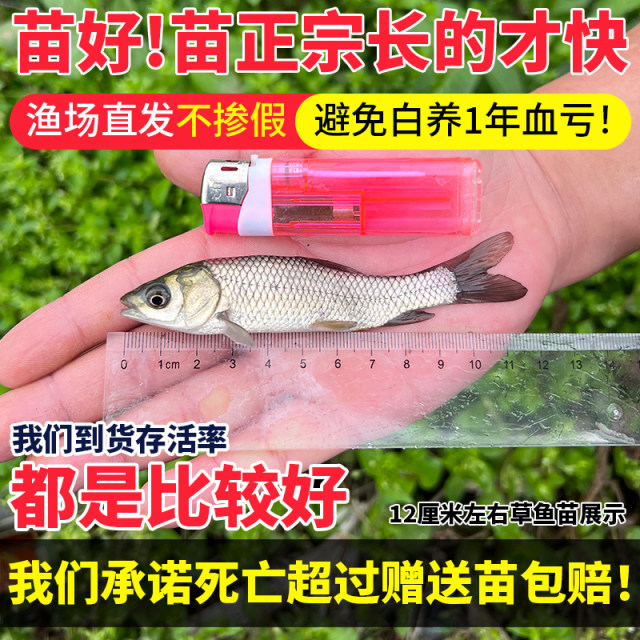 Large grass carp fry freshwater live fry breeding edible cold water ...