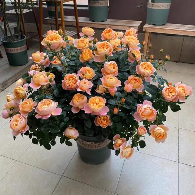 Juice balcony rose flower seedlings bloom in all seasons, potted green ...