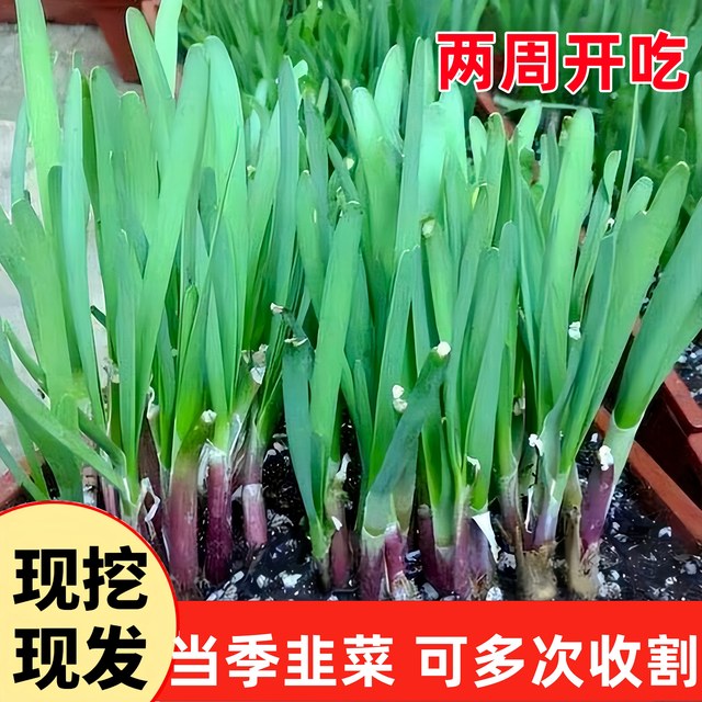 Four seasons wide-leaved soil red root leek root seedlings purple root ...