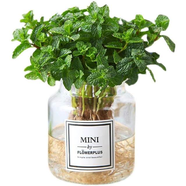 Lemon mint potted edible rosemary mint leaf seedlings mosquito ...