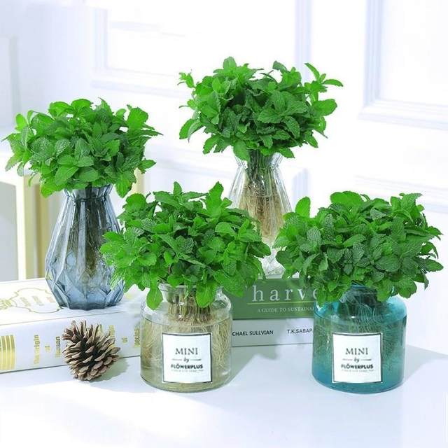 Lemon mint potted edible rosemary mint leaf seedlings mosquito ...