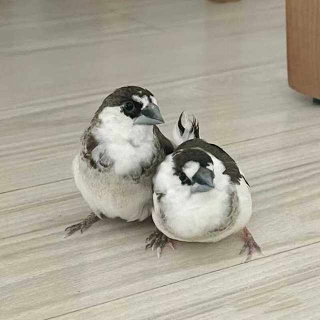 Ten Sisters Babble Bird Pearl Bird Colorful Birds Birds Living Birds ...