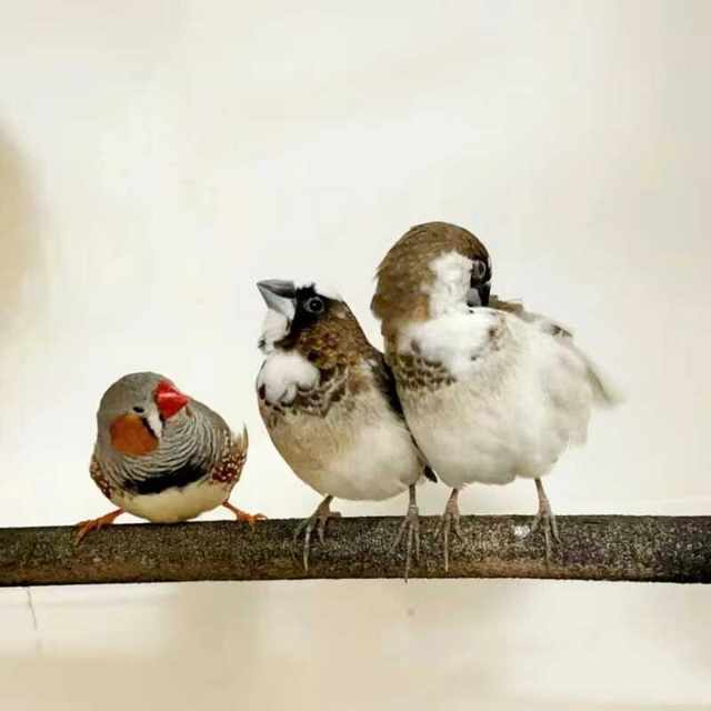 Ten Sisters Babble Bird Pearl Bird Colorful Birds Birds Living Birds ...