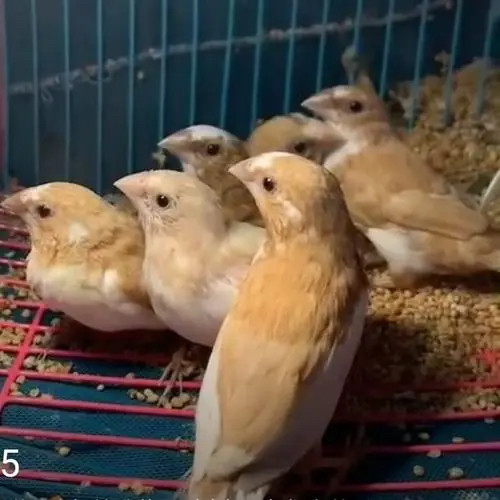 Ten Sisters Babble Bird Pearl Bird Colorful Birds Birds Living Birds ...