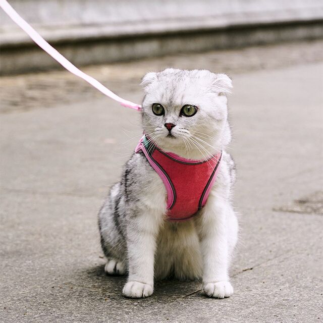 Cat traction rope prevents breaking and going out for special straps ...