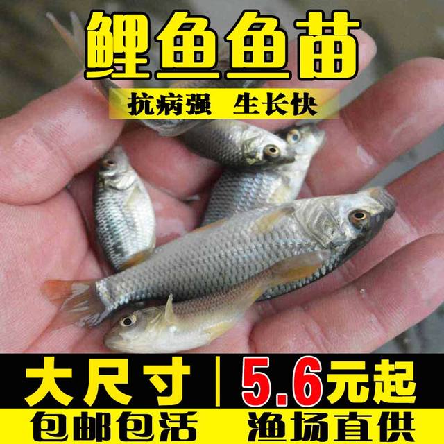 Carp seedlings Freshwater fish pond breeding extra -large rice flowers ...