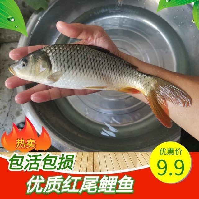 Carp fry, rice field carp, reservoir carp, red tail carp, freshwater ...