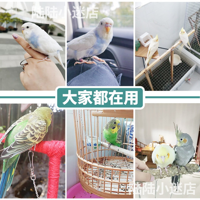 Parrot anklet anklet stainless steel bird chain tiger skin starling ...