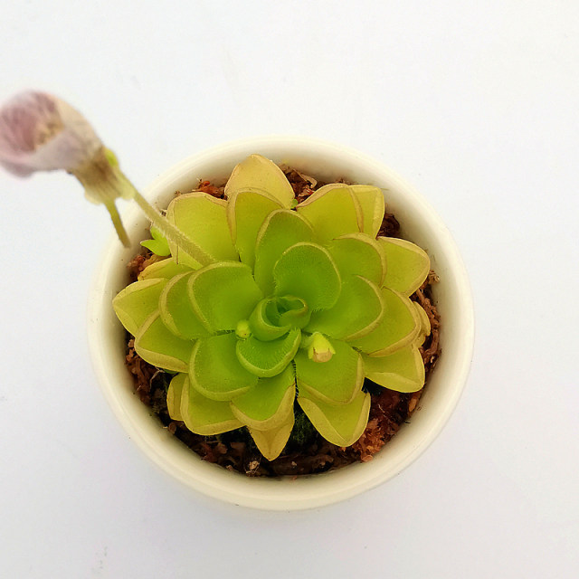 Insect-catching Viola Essati Mirador Kondo Potted Carnivorous Plants ...