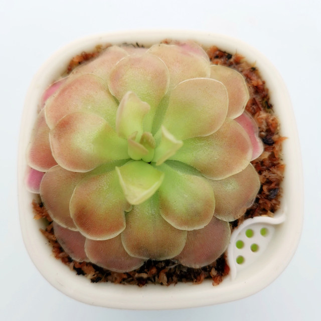 Insect-catching Viola Essati Mirador Kondo Potted Carnivorous Plants ...