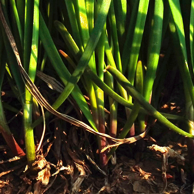 Leek root seedlings are now dug with red and purple roots and small ...