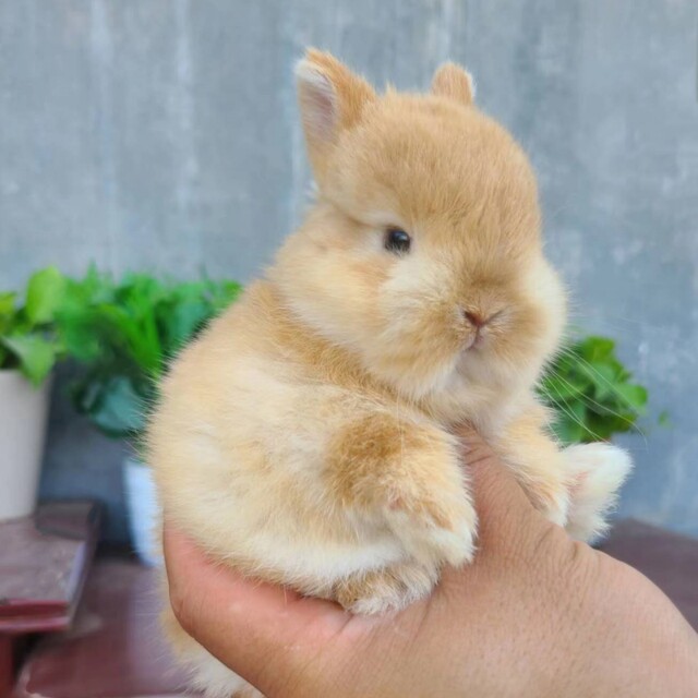 Small pet rabbit live animal water hyacinth begonia dwarf dwarf mini ...