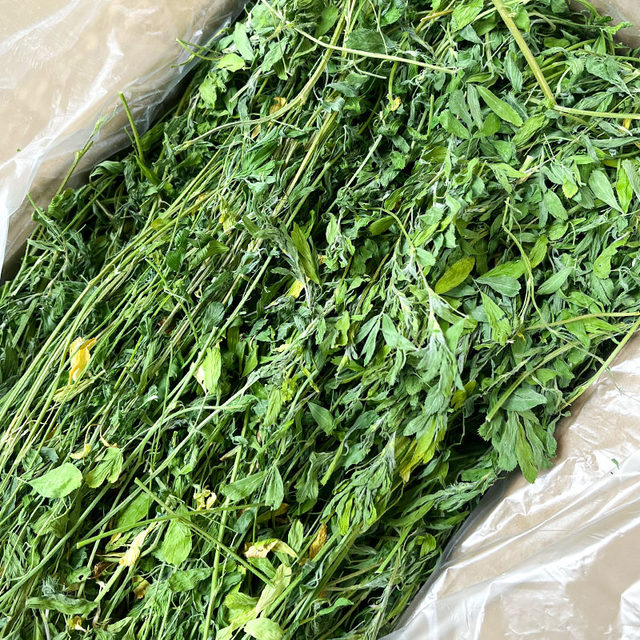 Alfalfa grass rabbit food alfalfa grass edible grass rabbit food ...