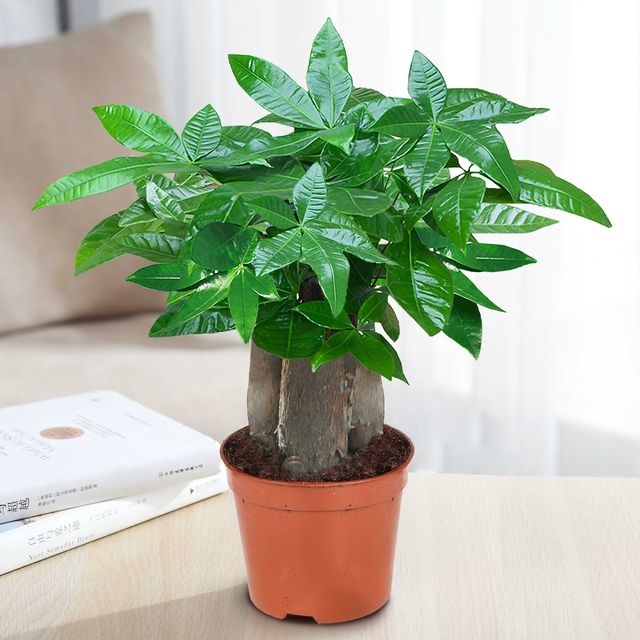 Fortune tree, small potted flowers and green plants in the office ...