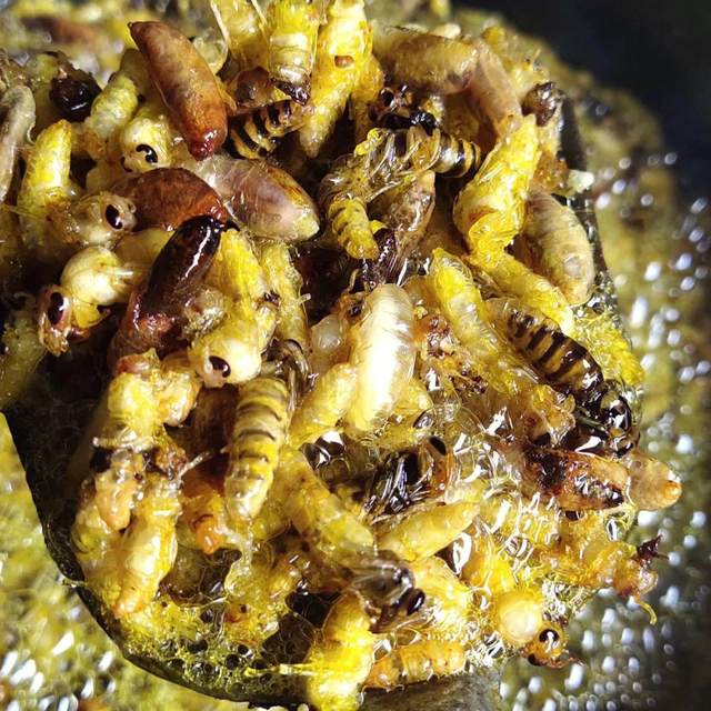 Fried bee pupae (half Jin [Jin is equal to 0.5 kg]), a local specialty ...