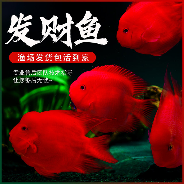 Red parrot fish live fish tropical ornamental fish fortune fish Feng ...