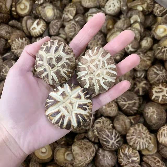 Xixia Shiitake Mushrooms Dried Shiitake Mushrooms 500 Grams Per Jin xixia-shiitake-mushrooms-dried-shiitake-mushrooms-500-grams-per-jin