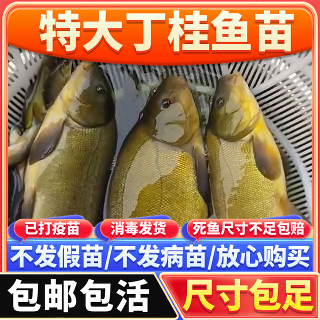 Ding Gui fish fry freshwater culture edible European big Ding Gui fish ...