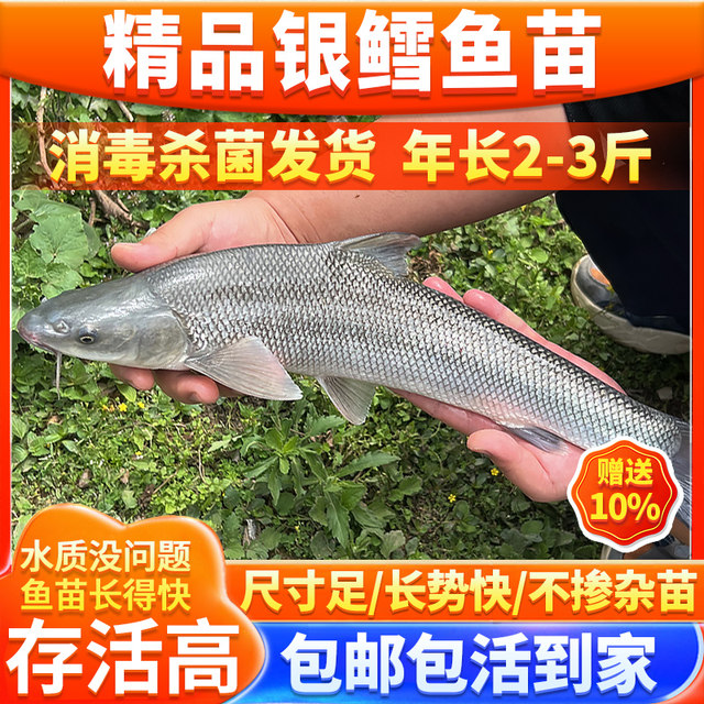 Silver cod fry, freshwater culture, edible large scale barbel fry, cod ...