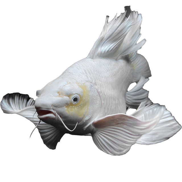 Taiwan purebred butterfly carp platinum sphere dragon butterfly carp ...