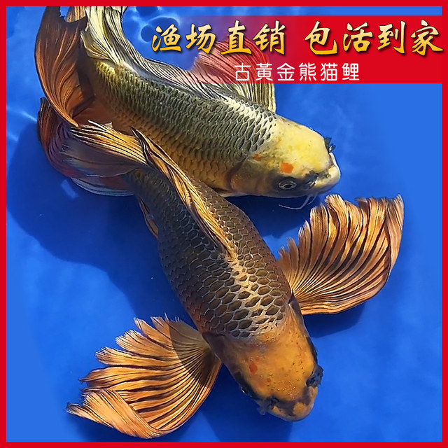Taiwan purebred panda carp ancient golden dragon butterfly carp dragon ...