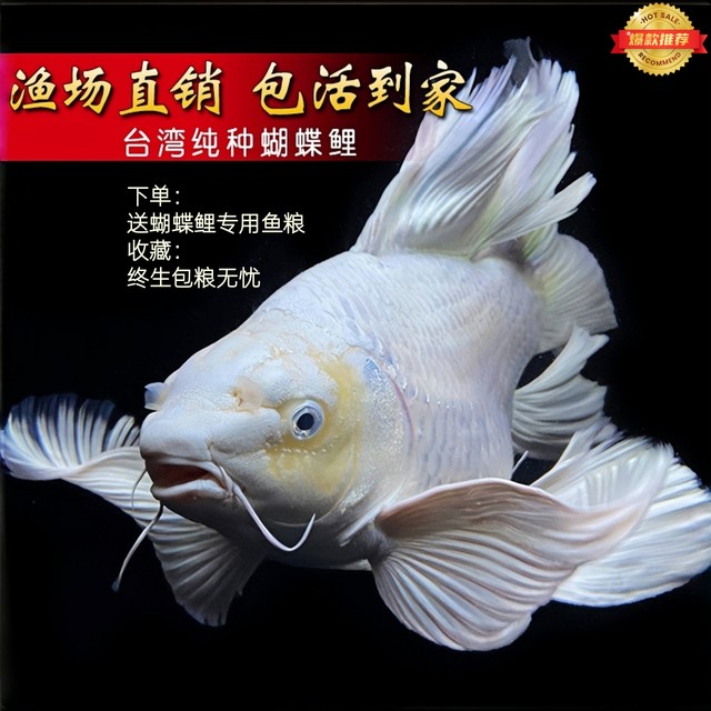 Taiwan Purebred Butterfly Carp Platinum Globe Dragon Butterfly Carp ...