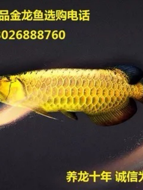 Golden dragon fish live fish fry blue bottom high back golden head over ...