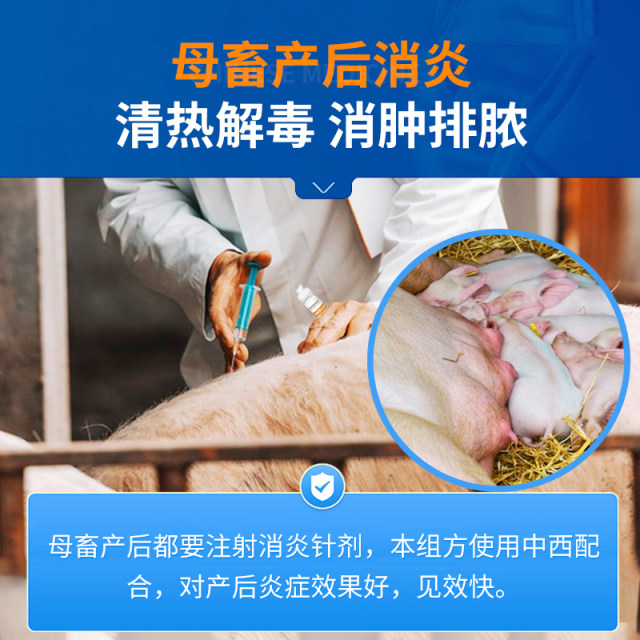 Zhonglong Shenli Houttuynia cordata injection veterinary liquid, sow ...
