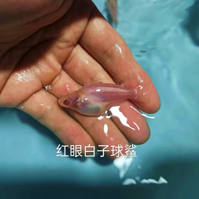 Red-eyed white shark, Laurentian shark, short-bodied albino blue shark ...