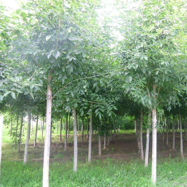 Frearrocytic gardening landscape white wax tree seedlings observation ...