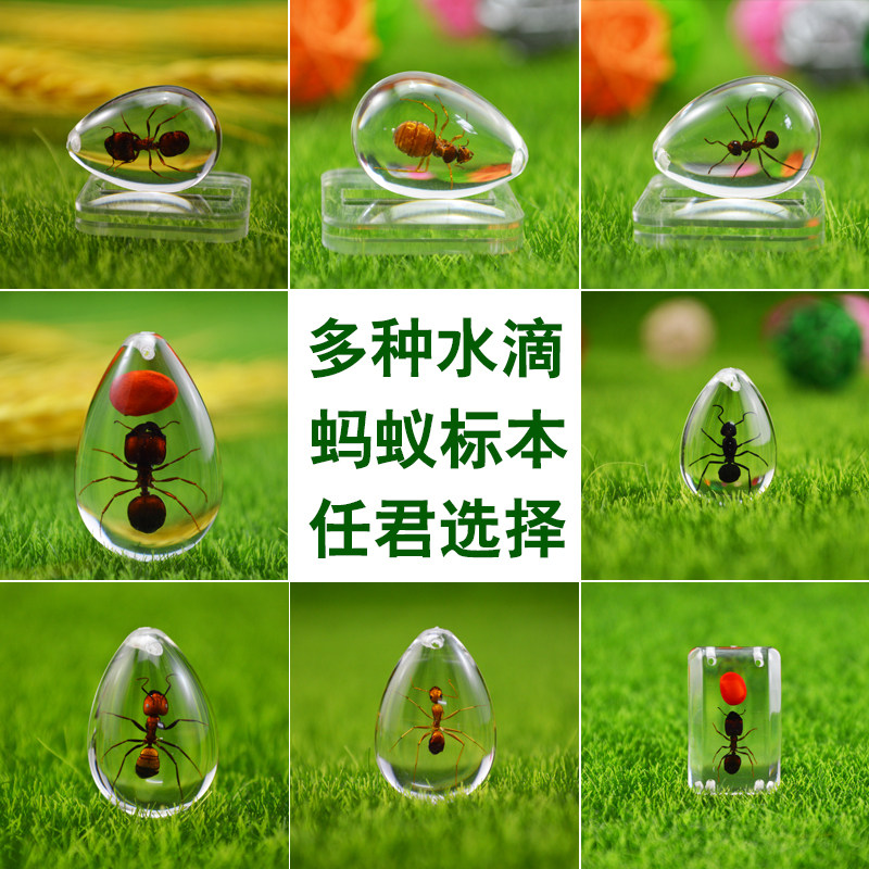 Ant Pavilion Acrylic Resin Real Insect Specimen Gift
