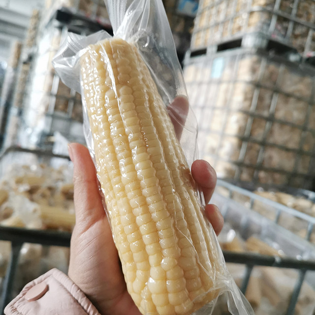 Sam's same Northeastern fresh waxy corn on the cob, white waxy, vacuum ...