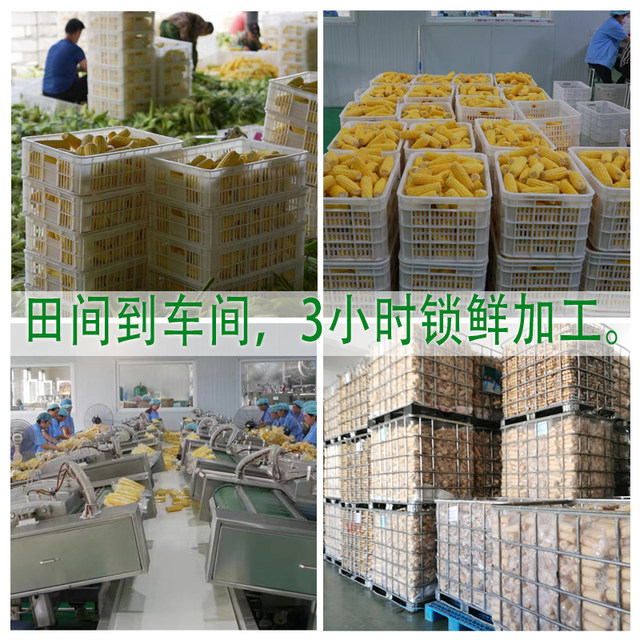 Sam's same Northeastern fresh waxy corn on the cob, white waxy, vacuum ...