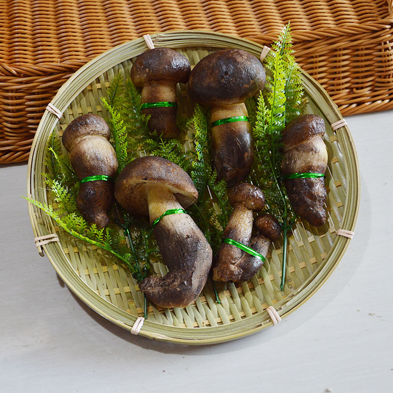 Simulation Edible Fungus Model for Educational Purposes