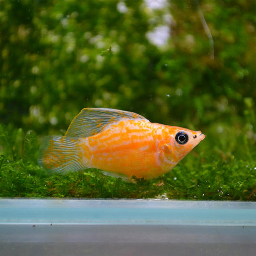 Mary Ball Fish Mask Tool Fish Small ornamental Fish Live Tropical Fish ...