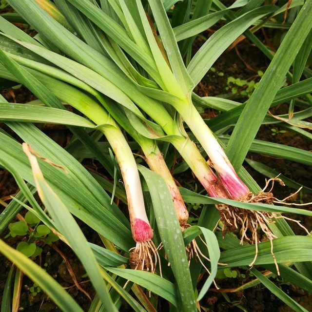 Garlic seedling seeds, garlic seeds, red root broad-leaf vegetable ...