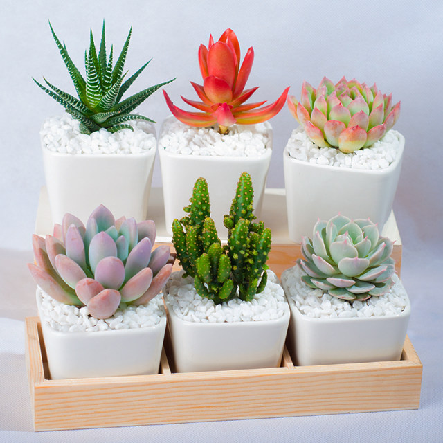 Flower set room, succulent plant combination potted plants contain pot ...
