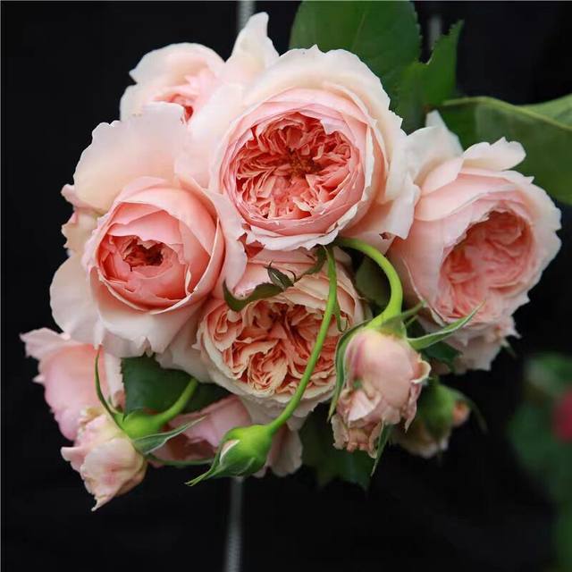 Zhenzhou rose flower seedlings, large flowers, strong fragrance, heat ...