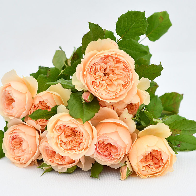 Zhenzhou rose flower seedlings, large flowers, strong fragrance, heat ...