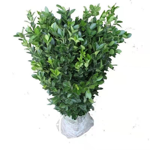 Holly ball saplings, ground-planted cold-resistant plants, big-leaf ...