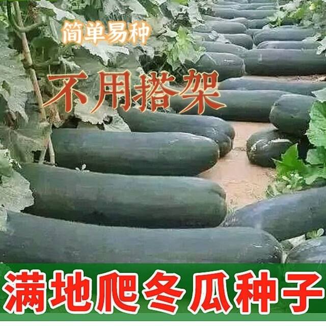 Crawling all over the ground, extra large giant black-skinned winter ...