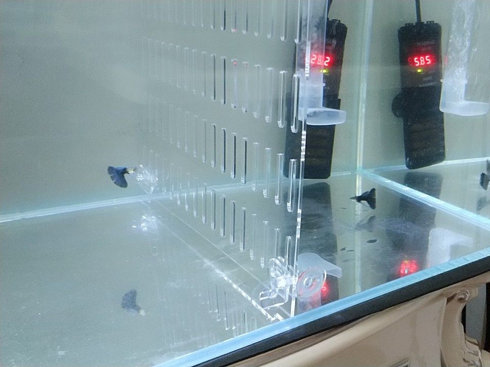 Acrylic Fish Tank Isolation Plate for Customized Tank Partitioning