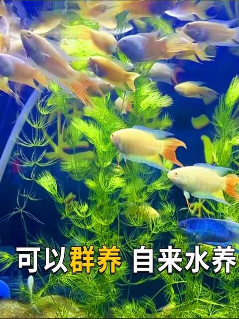 Gold Douyu Chinese Douyu without oxygen cold water ornamental fish is ...