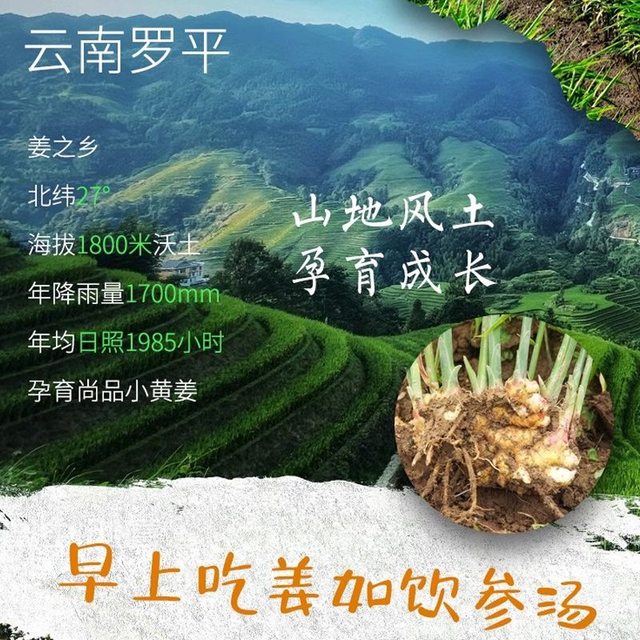 Beijing Tongrentang Small Turmeric Powder Authentic Yunnan Pure Ginger ...