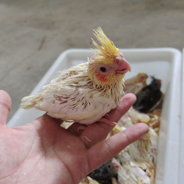 Parrot Living Birds Bird Cubs can learn to speak peach noodles Peony ...