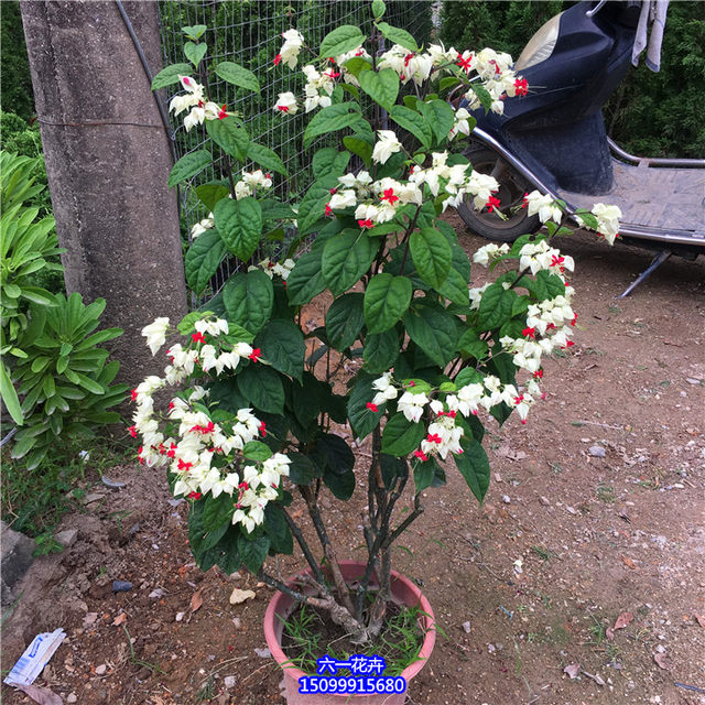 Hot Safflower Dragon Tuzhu Flower Seedling Kirin Tuzhu Florals Flower ...