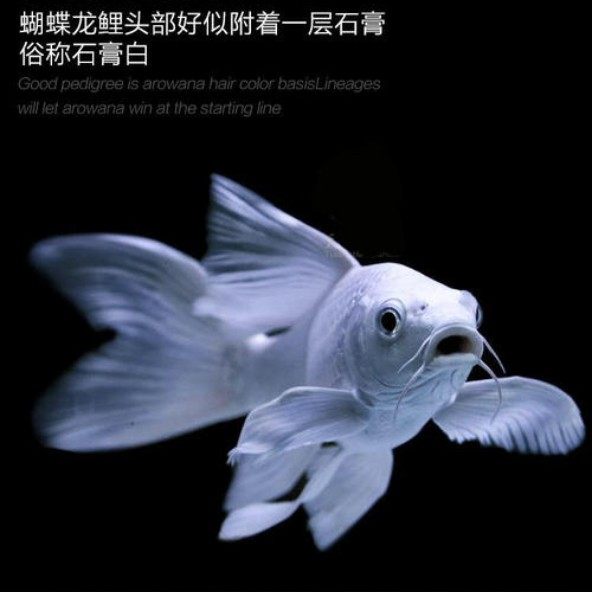 Taiwan butterfly carp gypsum white cold water freshwater purebred big ...