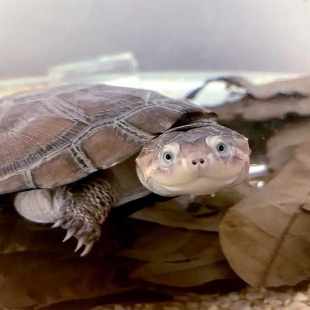 West African side neck turtle hatchling swamp dormitory pet deep water ...