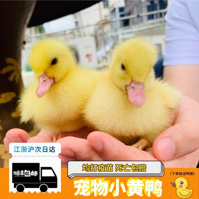 Internet celebrity pet little yellow duck seedling pet duck live little ...