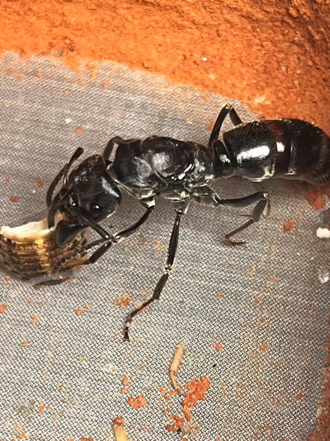 The Gun Shield Ant will be about 2.5 cm in size when it is new in 2024